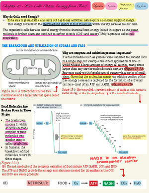 Case Study: Sonic Hedgehog Protein Synthesis - The protein is encoded ...