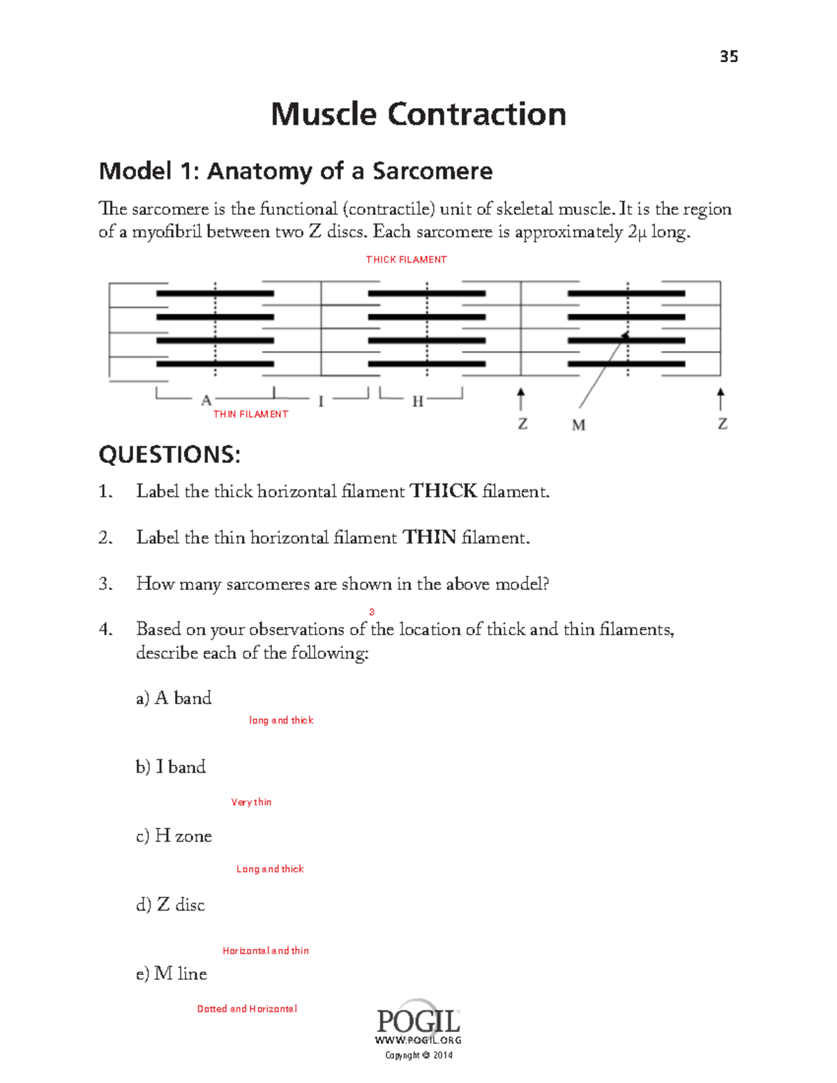 Kami Export - LUIS Brunston - Muscle Contraction Pogil - 35 Muscle ...