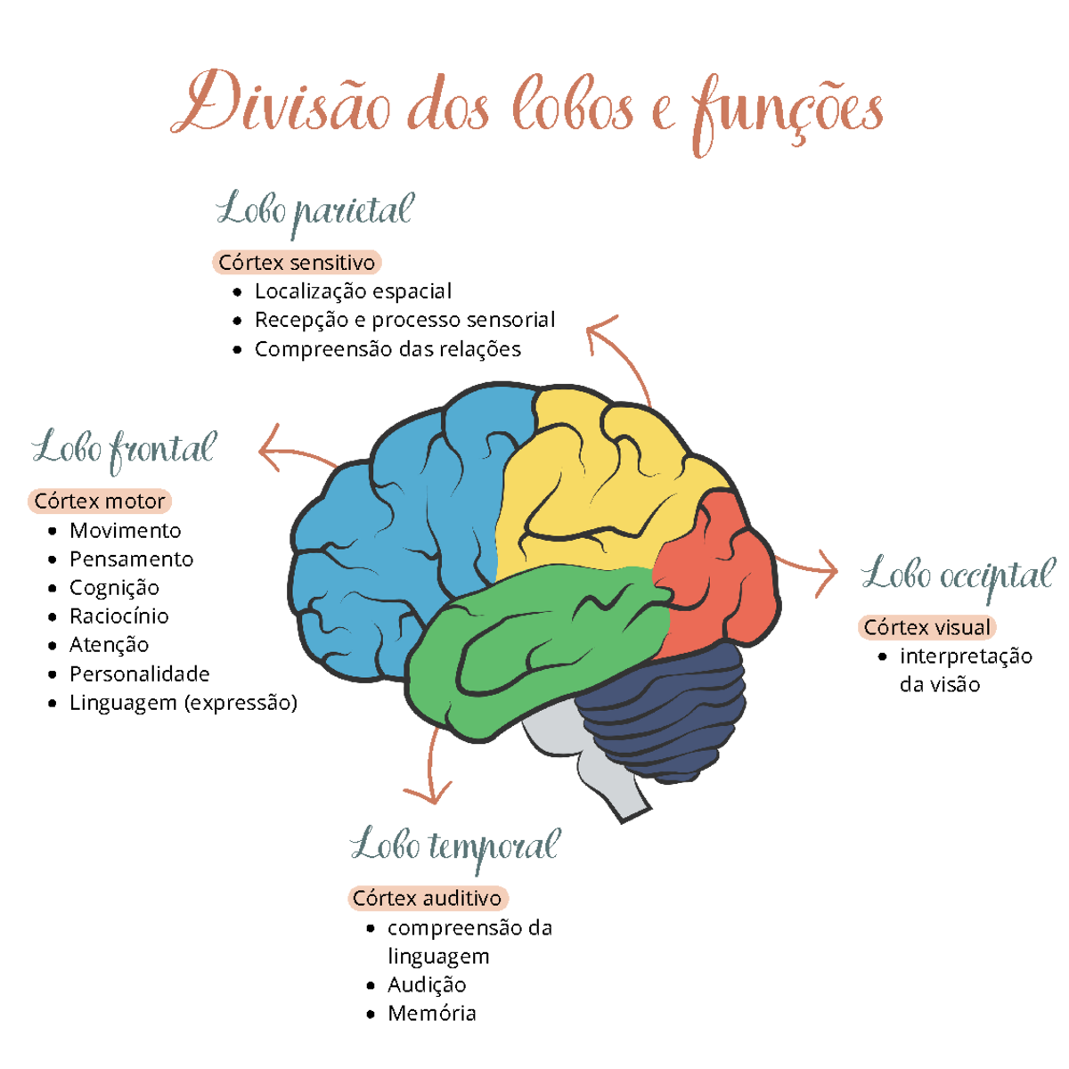 Divisão dos lobos e funções - Sistema Locomotor e sistema nervoso ...