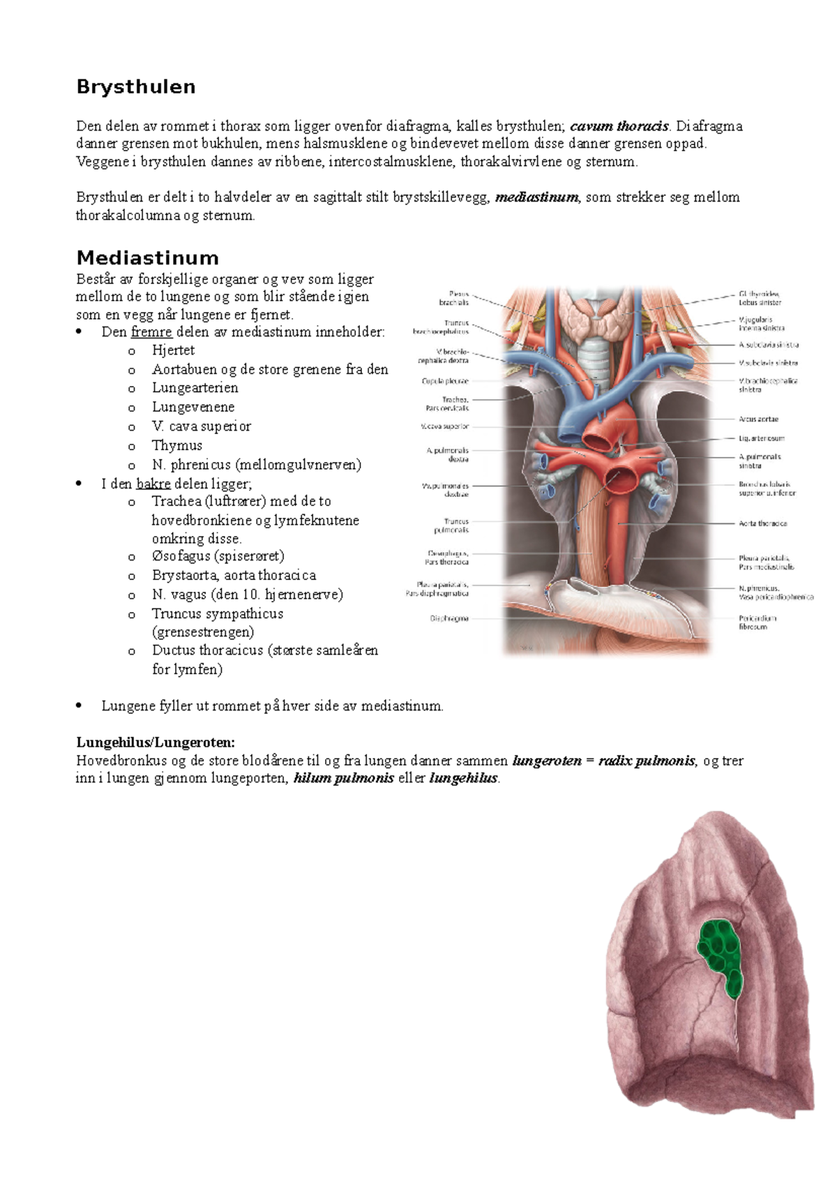 Brysthulen; pleura, lungene, mediastinum osv - Brysthulen Den delen av ...
