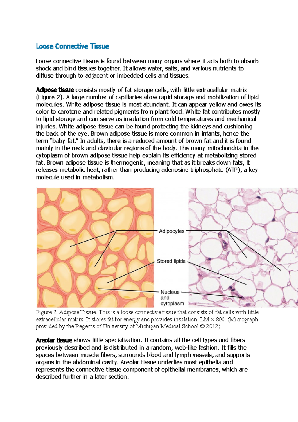 Loose Connective Tissue - Loose Connective Tissue Loose connective ...