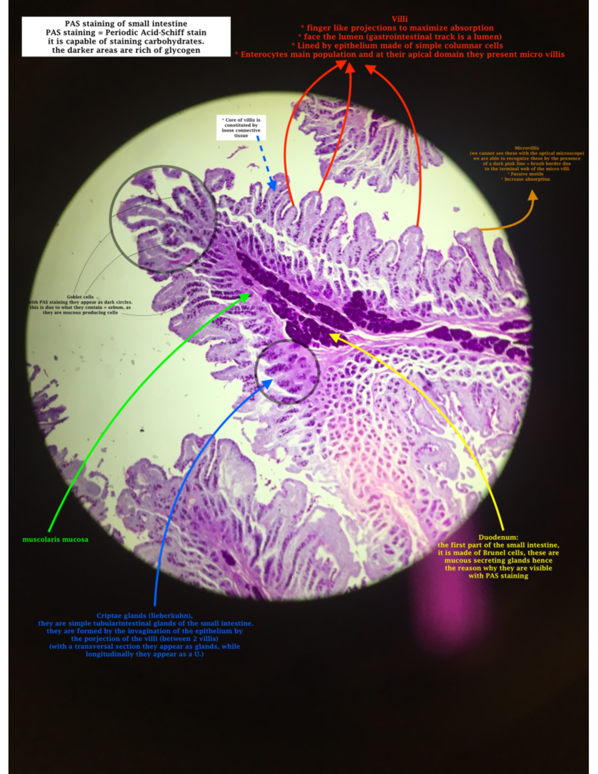 Small intestine sample PAS - Istologia - Studocu