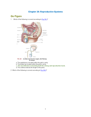 AHP105 Wk6 Assignment 2 - Male Reproductive System Chapter 7 Anatomy of ...