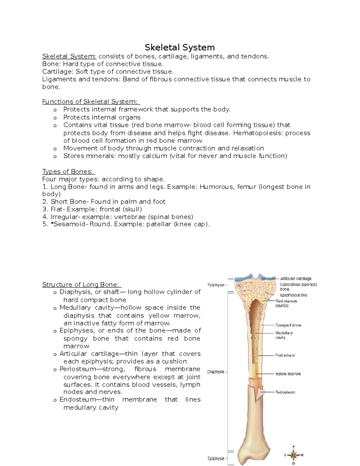 Skeletal system chapter 8 Notes - Skeletal System Skeletal System ...