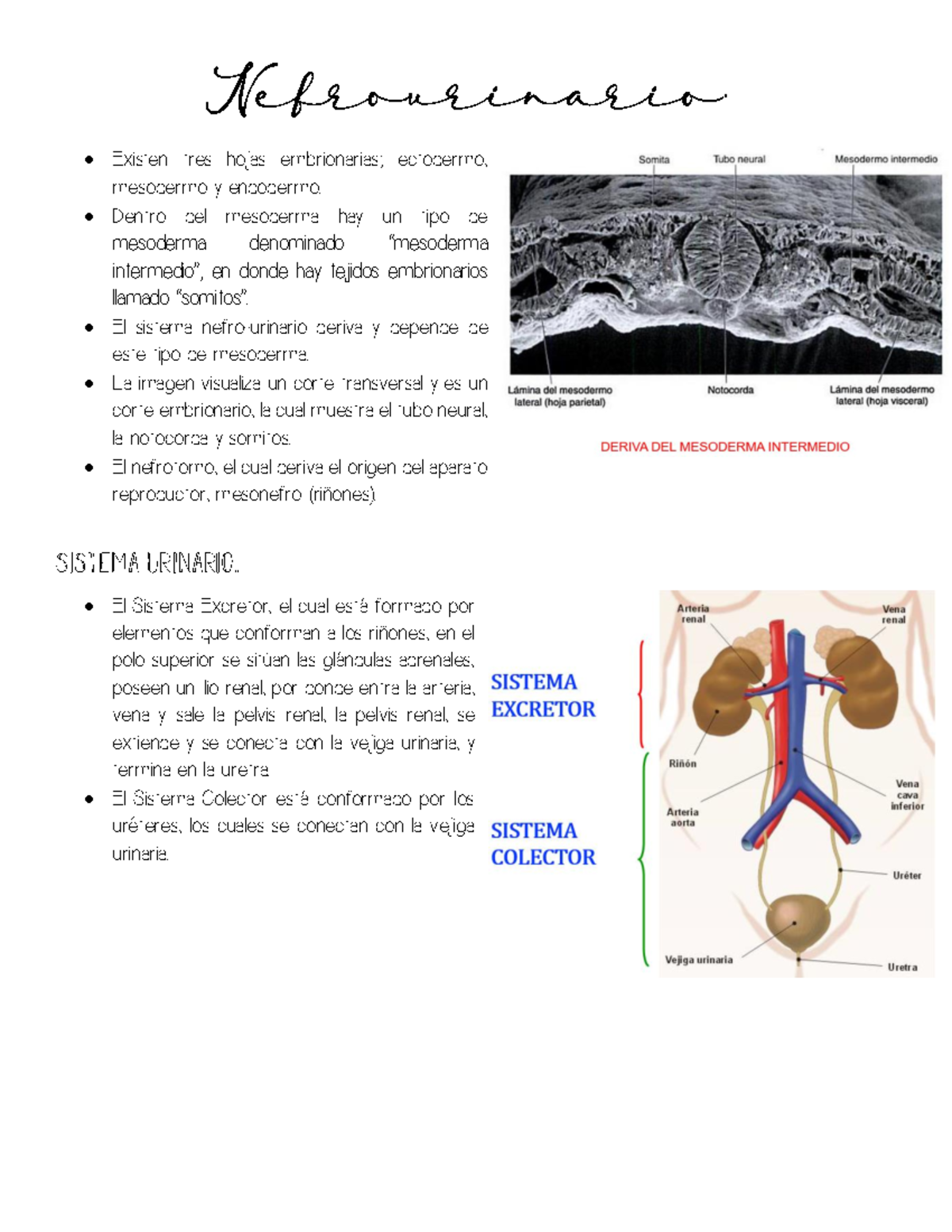 Nefrourinario - Apuntes 7 - . Existen tres hojas embrionarias ...