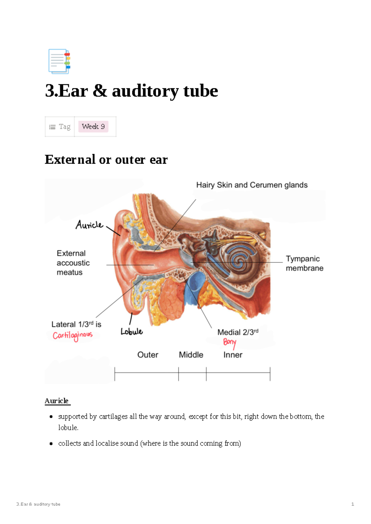 Ear & auditory tube - 3 .Ear & auditory tube Tag Week 9 External or ...