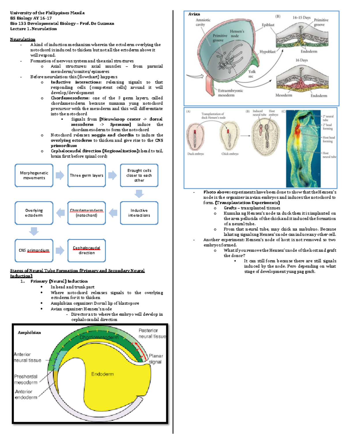 4.5 Neurulation - Lecture notes - University of the Philippines Manila ...