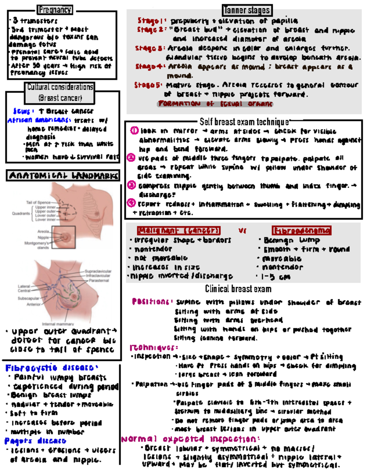 Health assessment study guide - Pregnancy Tanner stages Cultural ...