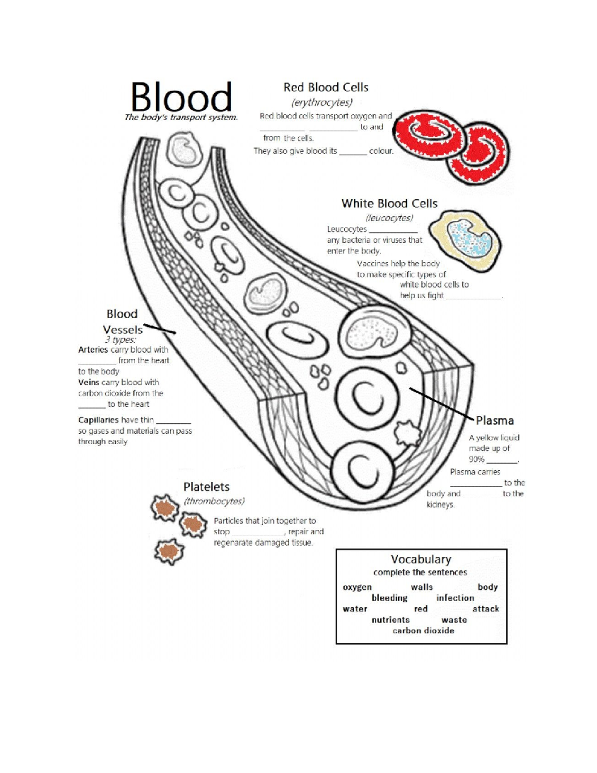 Components of Blood Activity - Blood Red Blood Cells (erythrocytes) The ...
