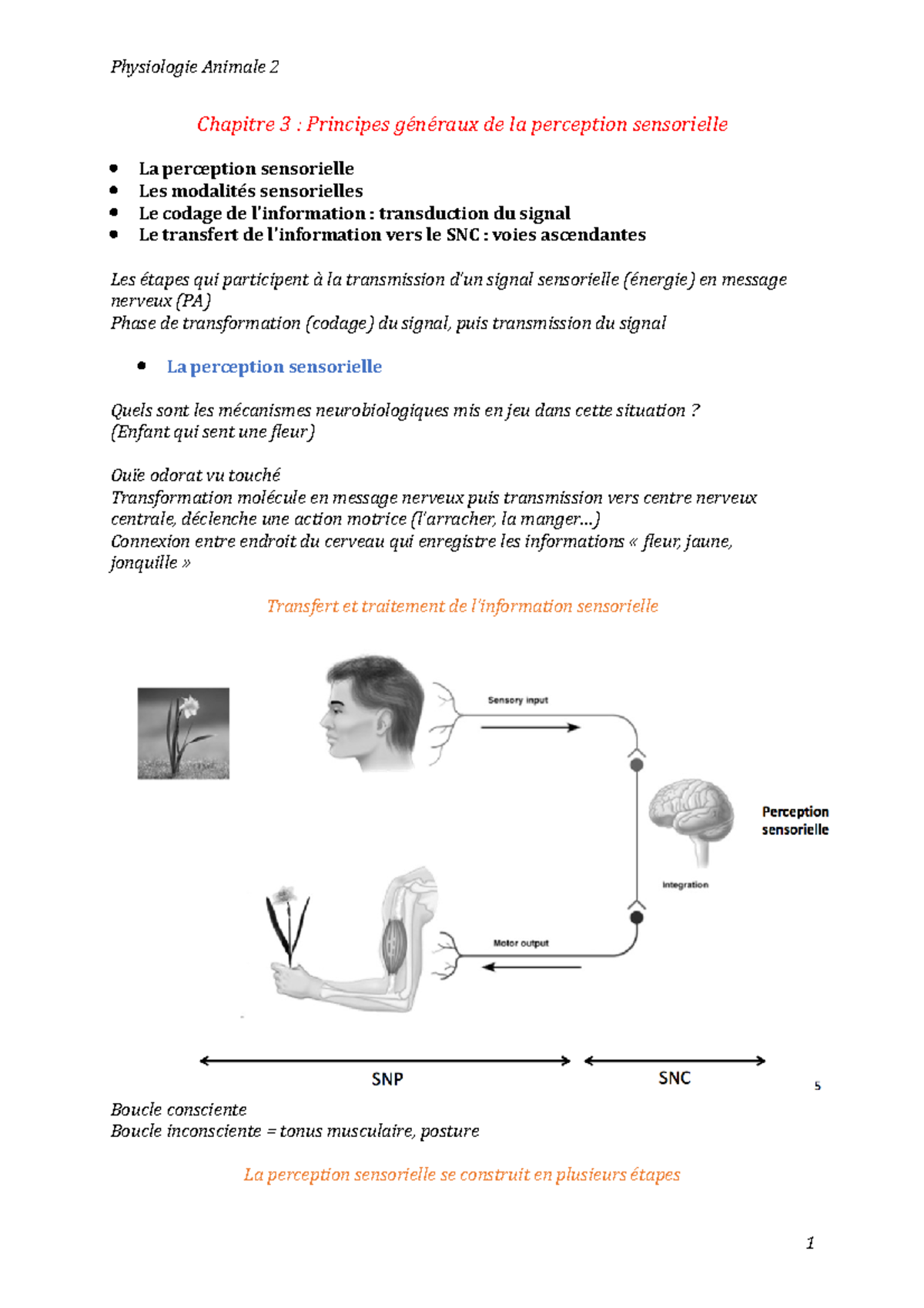 Chapitre 3 - Chapitre 3 : Principes généraux de la perception ...
