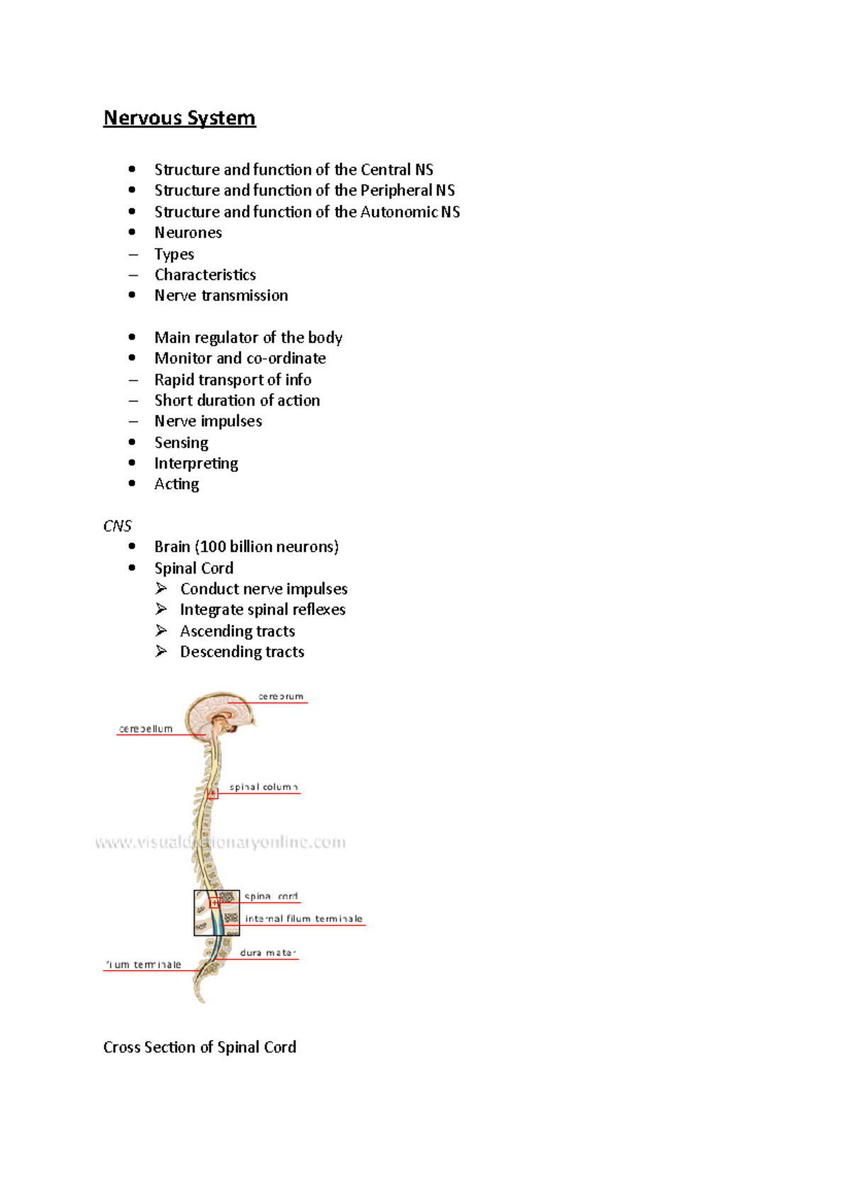Nervous System - Nervous System Structure and function of the Central ...