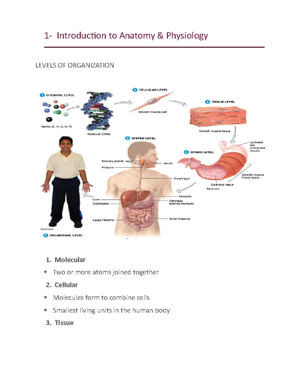 01- Introduction to Anatomy - Organ structures that are composed of two ...