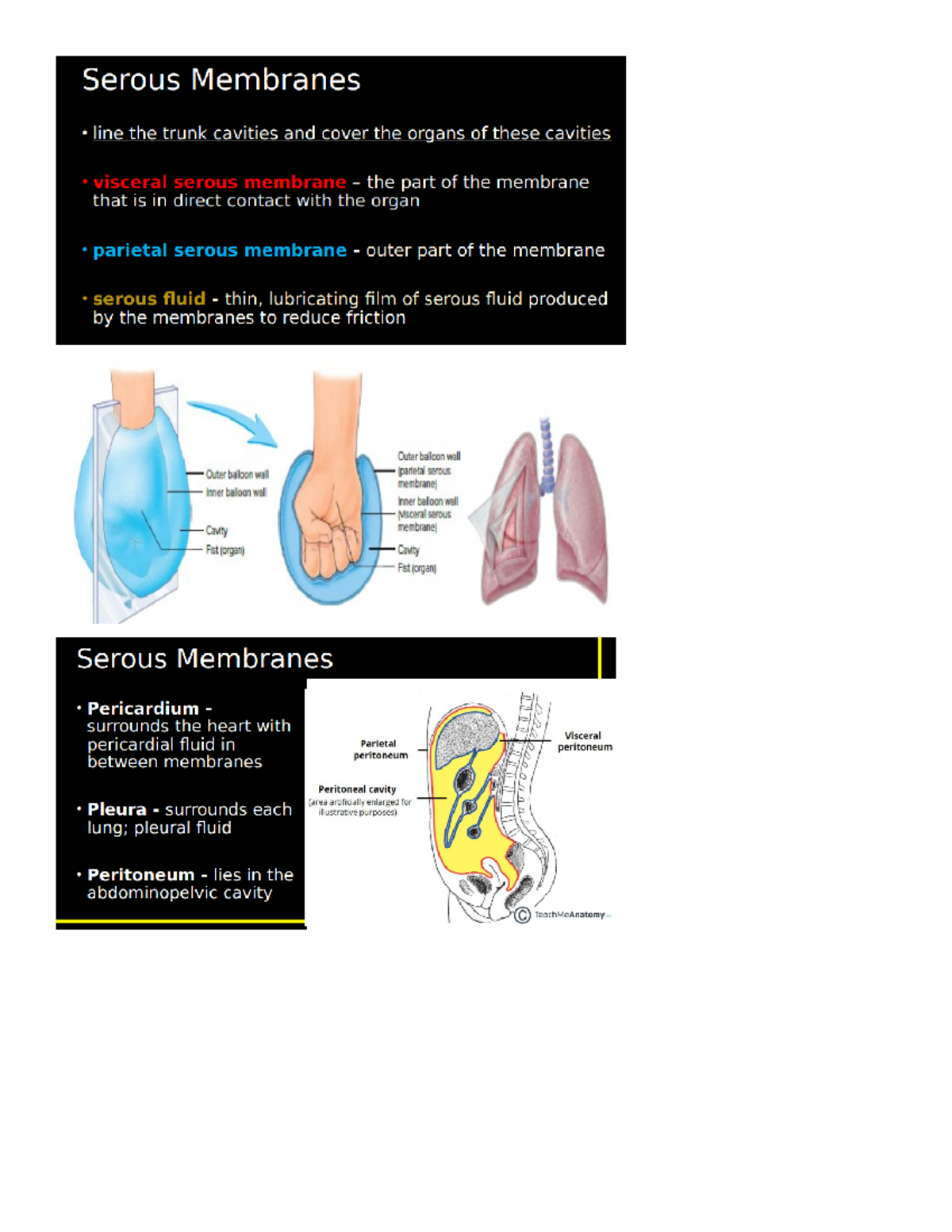Anaphy - Nursing - Studocu