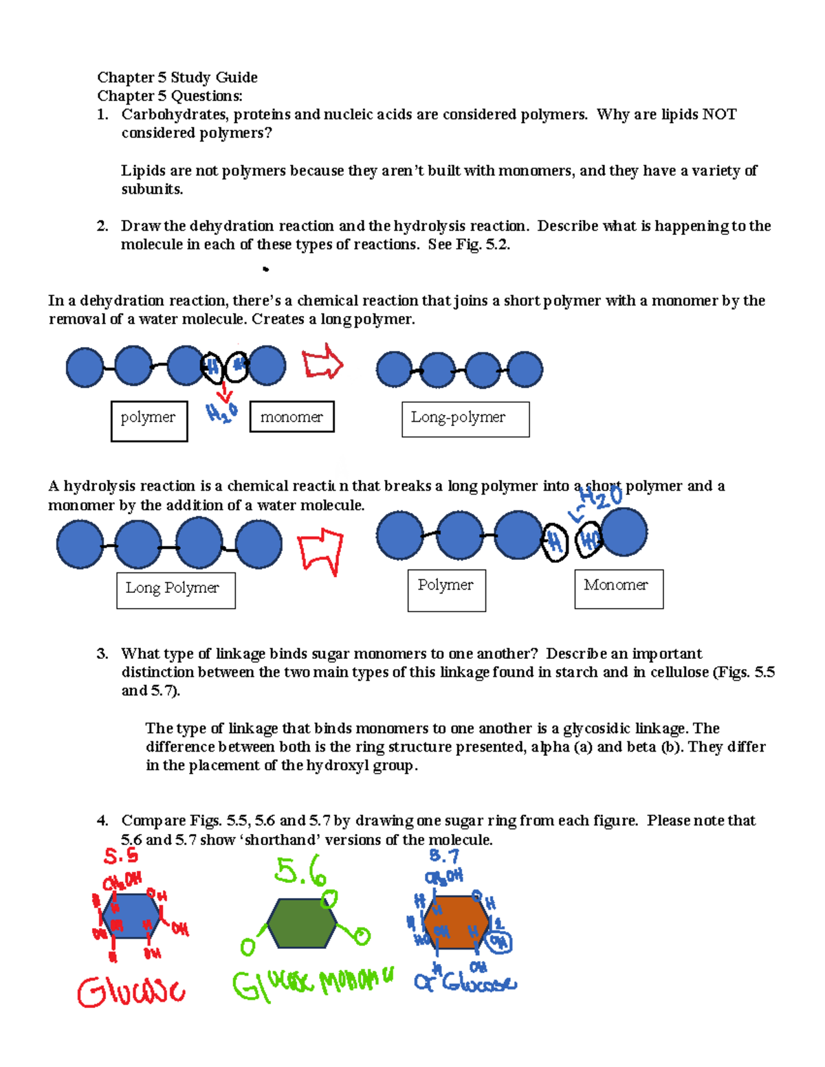 CH 5 Study Guide - .... - Chapter 5 Study Guide Chapter 5 Questions: 1 ...