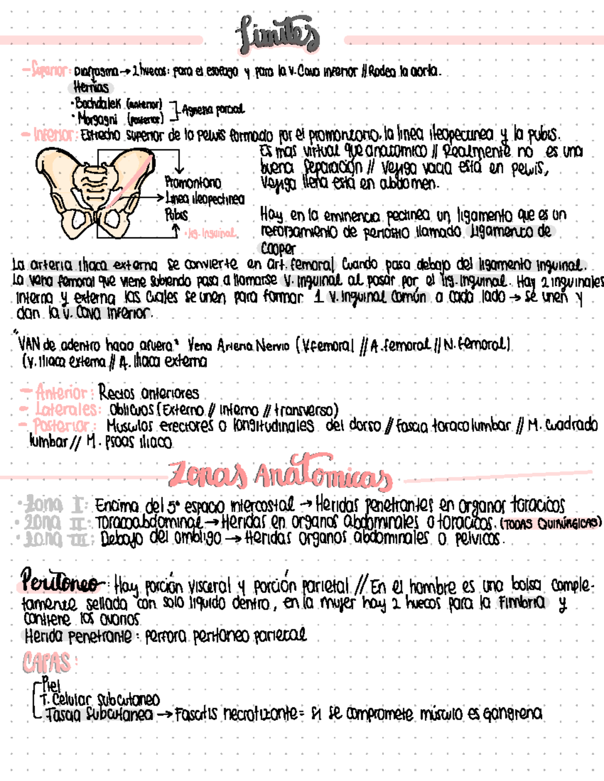 Abdomen - Warning: Error during font loading: XMLHttpRequest is not defined Warning: Error ...