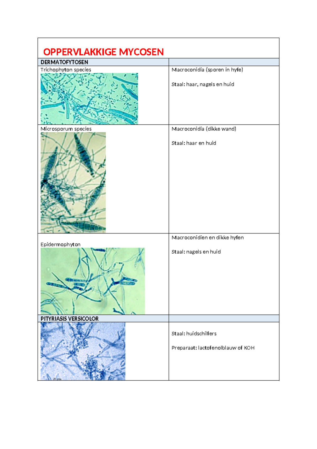 Mycologie - OPPERVLAKKIGE MYCOSEN DERMATOFYTOSEN Trichophyton species ...