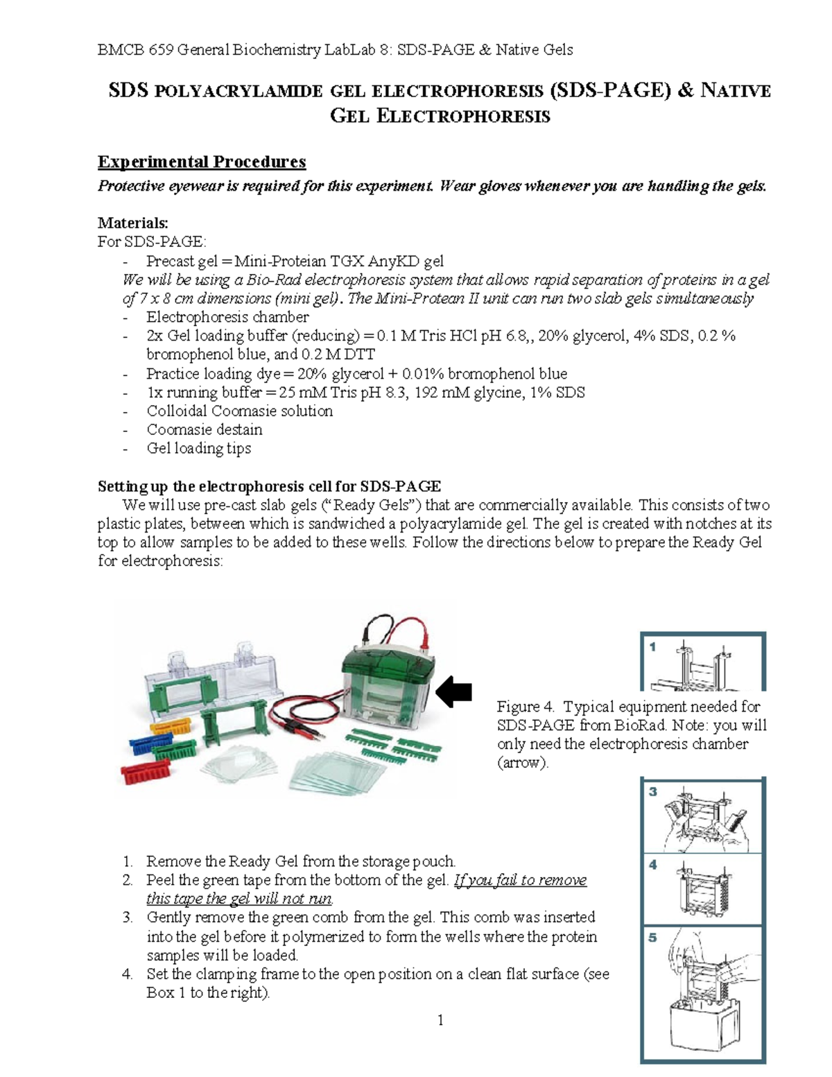 Lab 8 SDS-PAGE Protocolv 1 - SDS POLYACRYLAMIDE GEL ELECTROPHORESIS ...