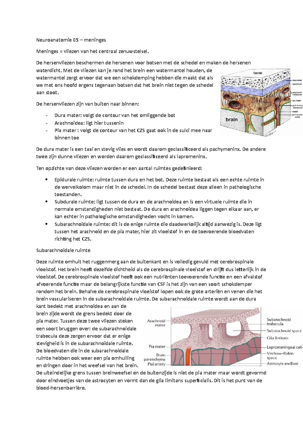 Meningen - 05 - anatomie - Neuroanatomie 05 – meninges Meninges ...