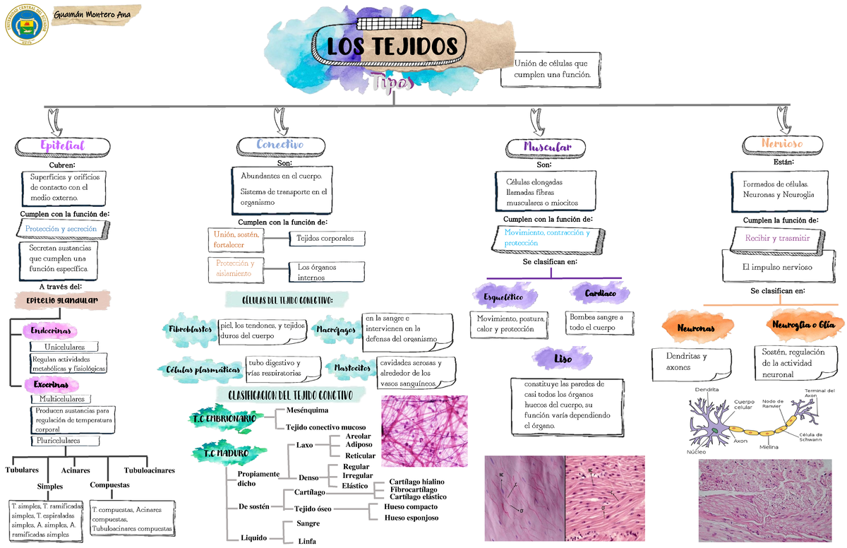 MAPA-DE- Tejidos- Mosfofuncion. GMA2 - Tipos LOS TEJIDOS Tipos Epitelial Cubren: Cumplen con la ...