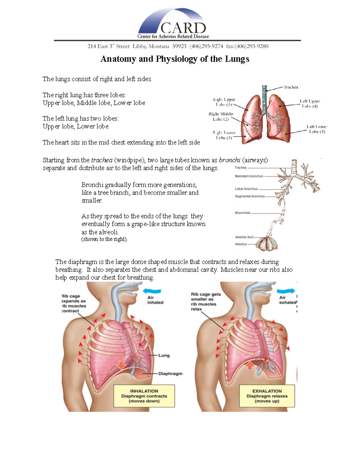 Lung Anatomy Physiology - Anatomy and Physiology of the Lungs Bronchi ...
