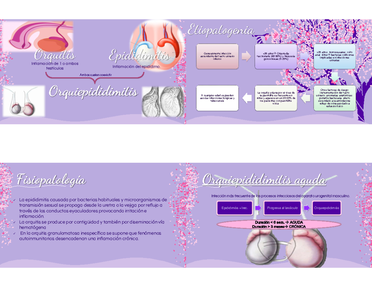 Balanitis - .... - ####### Orquiepididimitis InflamaciÛn de 1 o ambos ...