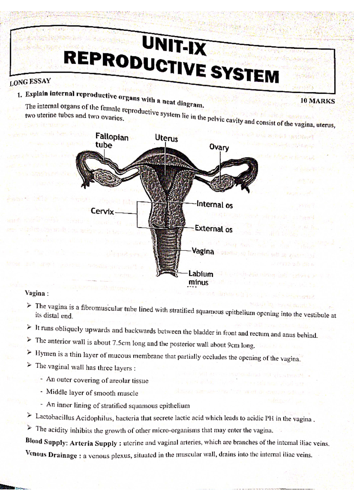 Reproductive System Anatomy - Bsc.nursing - Studocu