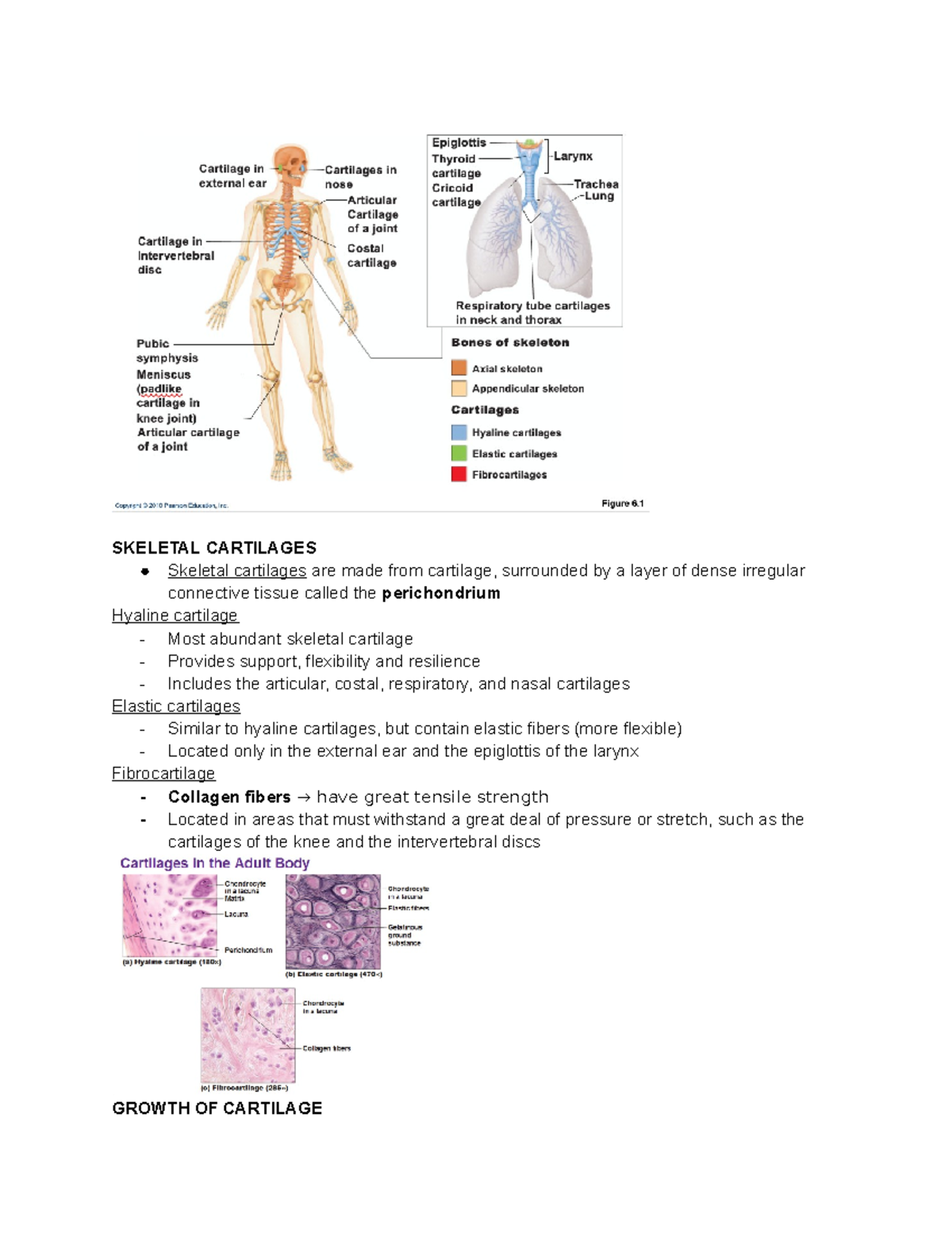 Chapter 6 Bones - SKELETAL CARTILAGES Skeletal cartilages are made from ...