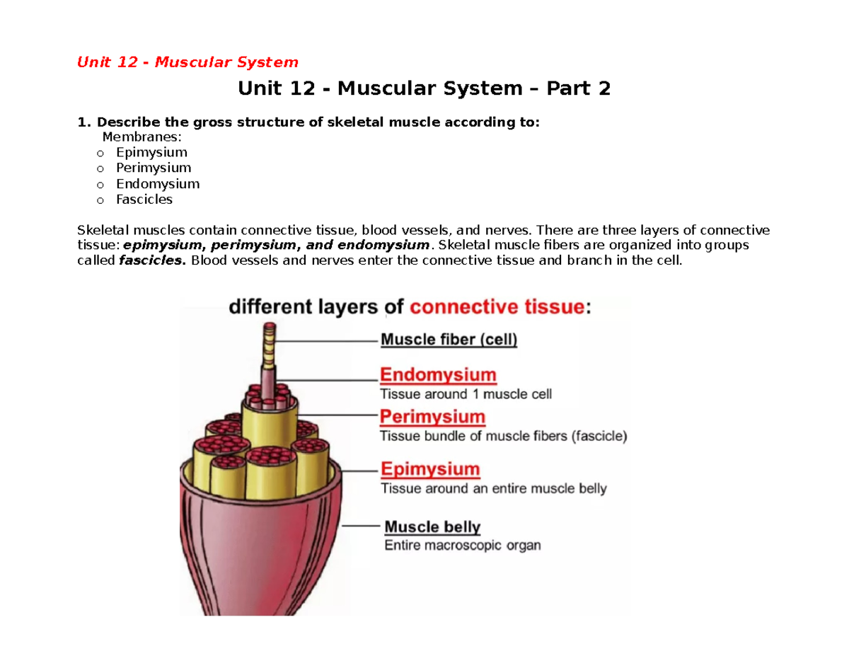 Unit 12 - Muscular System - Part 2 - Unit 12 - Muscular System Unit 12 ...