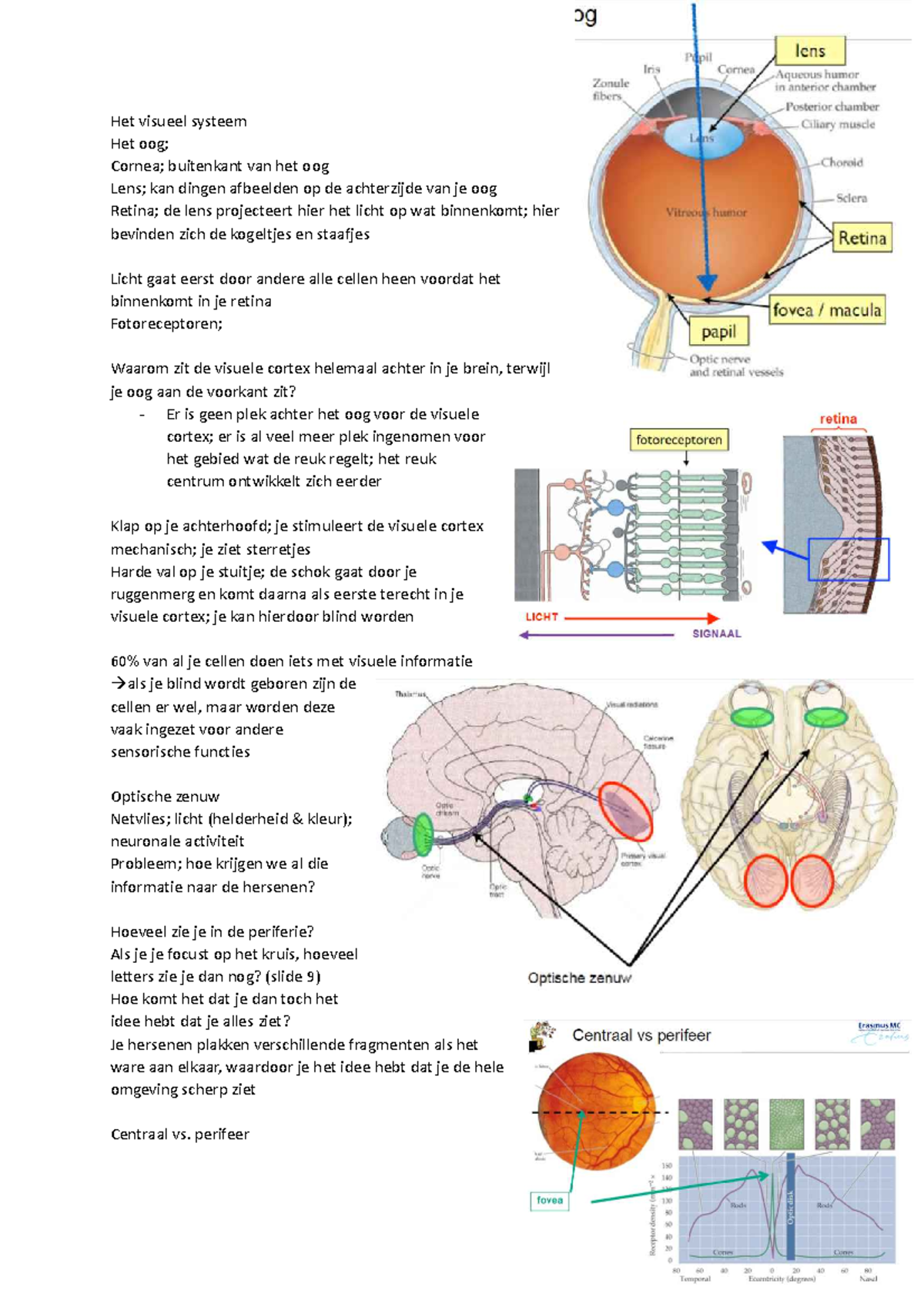 Samenvatting visueel systeem - Het visueel systeem Het oog; Cornea ...