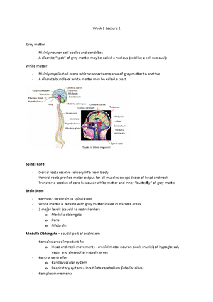 Basic Brain Anatomy 2021 - Basic Brain Anatomy (made ridiculously ...