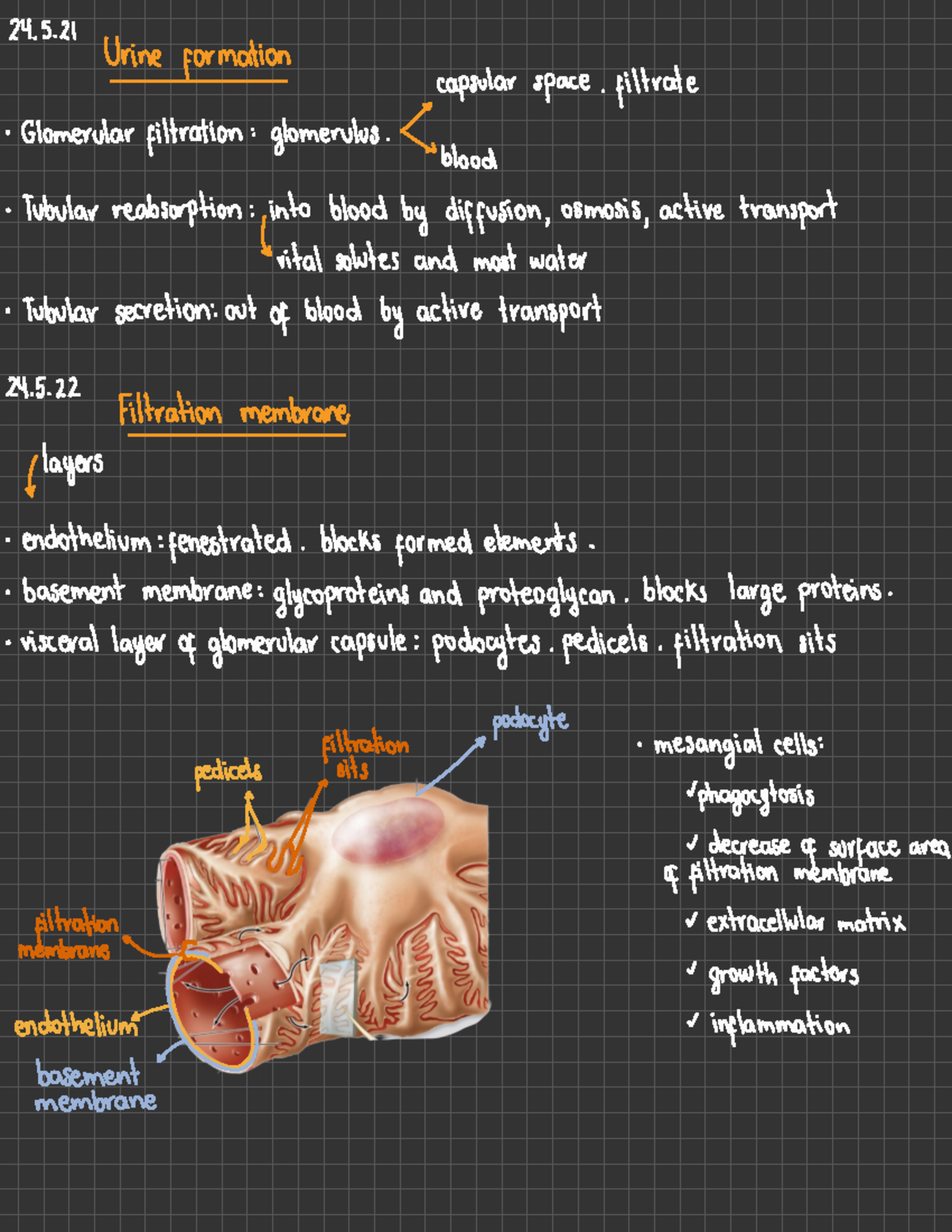 Chapter 24 - Respiratory System - Urine formation capsular space ...
