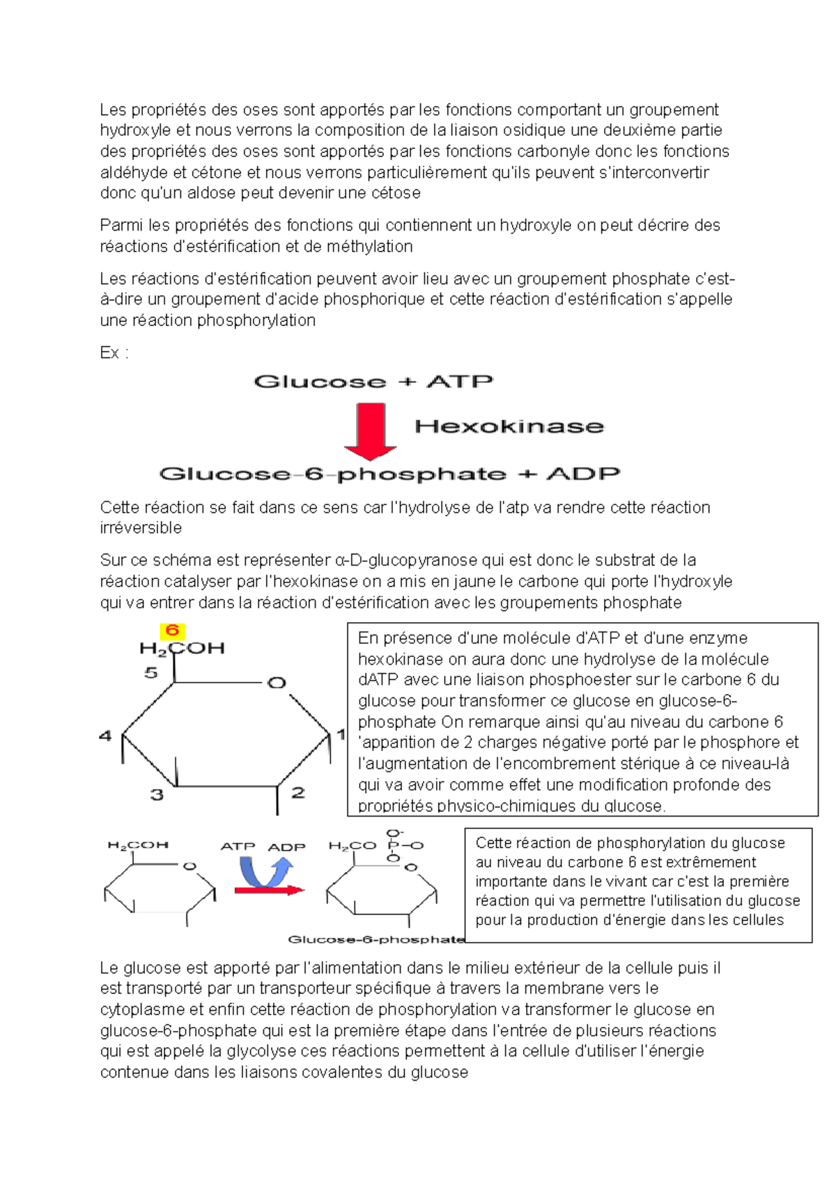 Les oses propriété et dérivés - Les propriétés des oses sont apportés ...