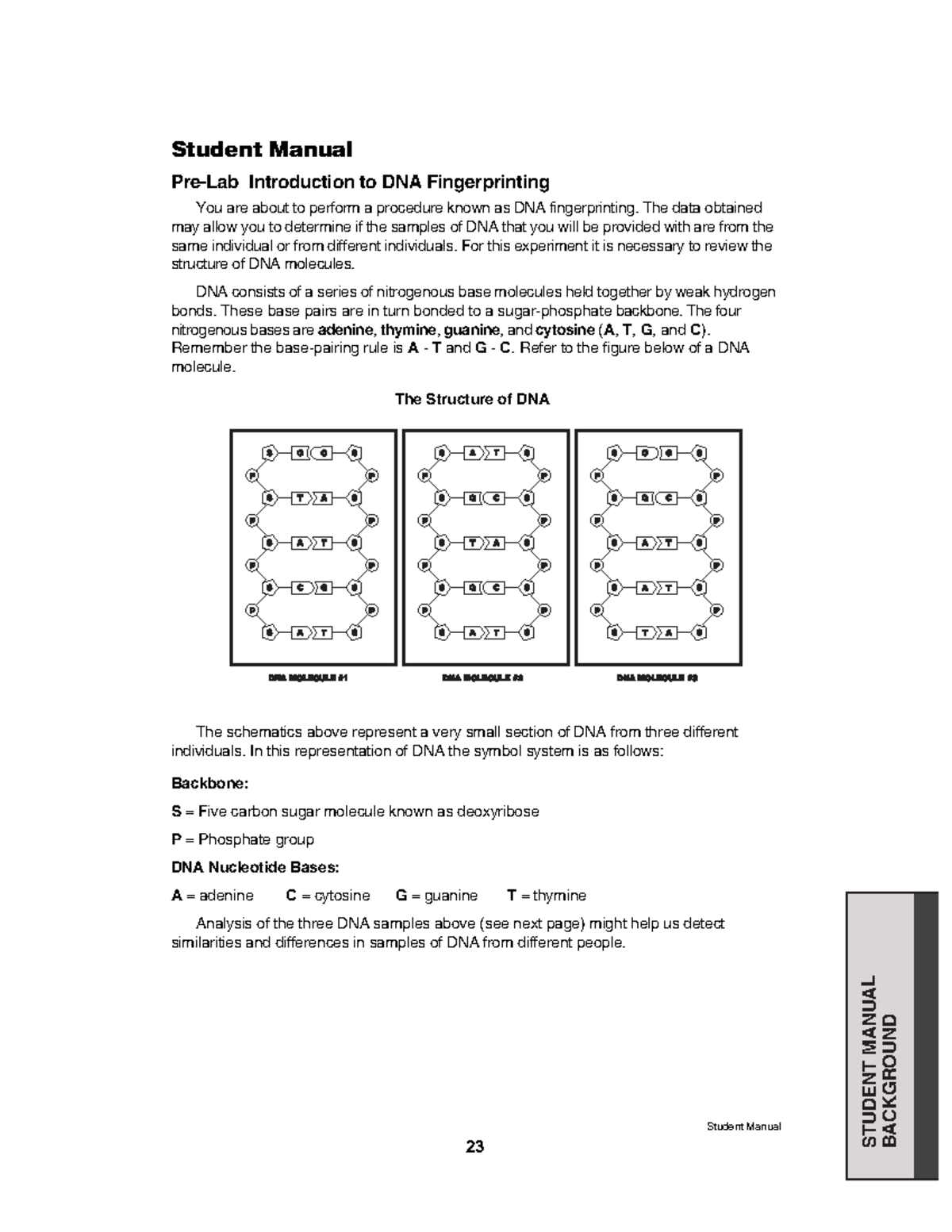 Lab 13 DNA Fingerprinting lab - 23 Student Manual Pre-Lab Introduction ...