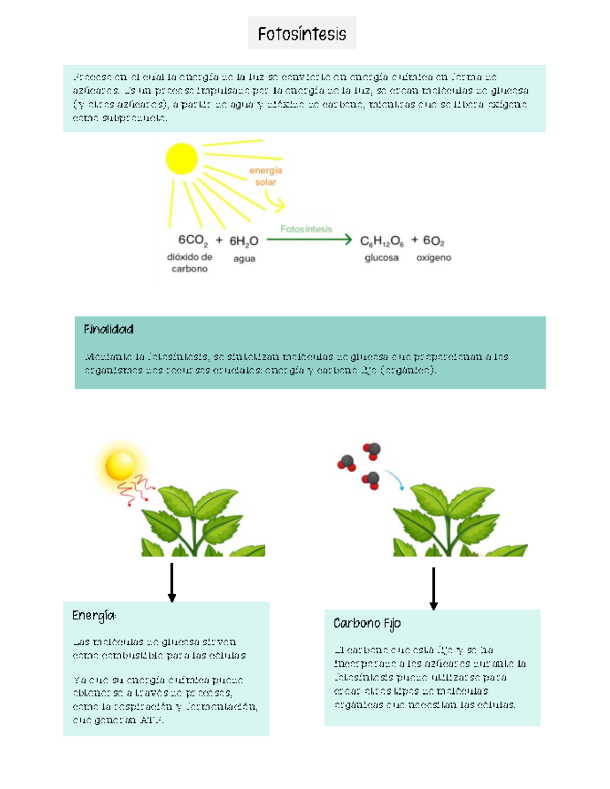 S5 - Fotosintesis - resumen - Proceso en el cual la energía de la luz ...
