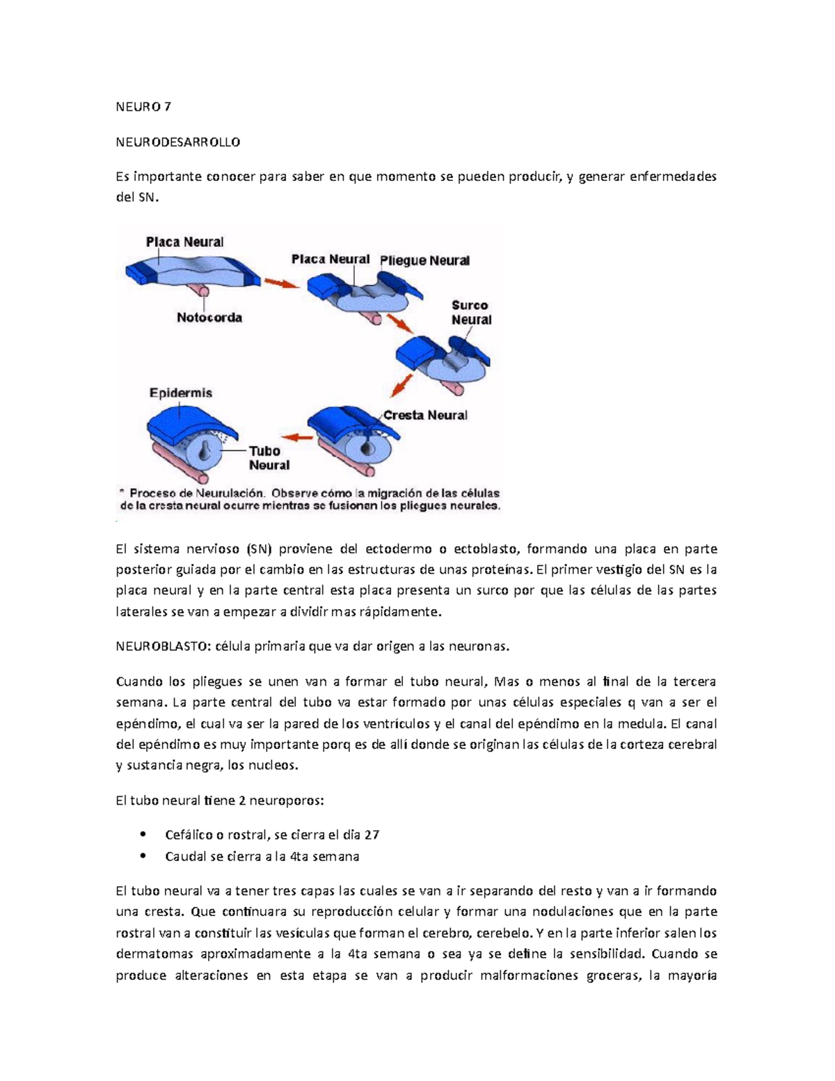 Neuro 7 - capitulo 7 creo jaja - NEURO 7 NEURODESARROLLO Es importante ...