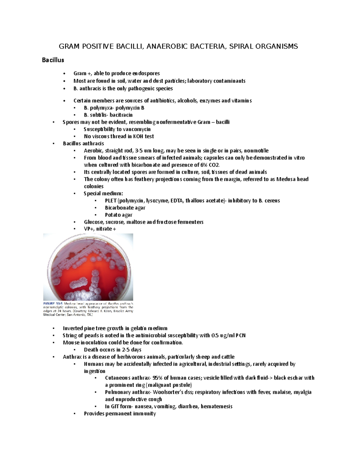 GRAM Positive Bacilli - GRAM POSITIVE BACILLI, ANAEROBIC BACTERIA ...