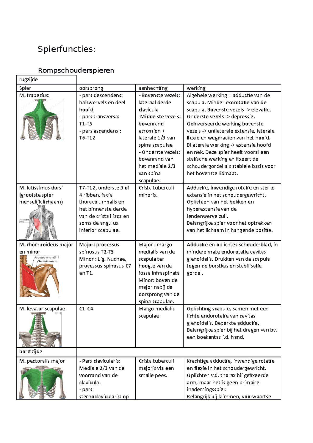 Schouder-arm-hand spieren - Spierfuncties: Rompschouderspieren rugzijde ...