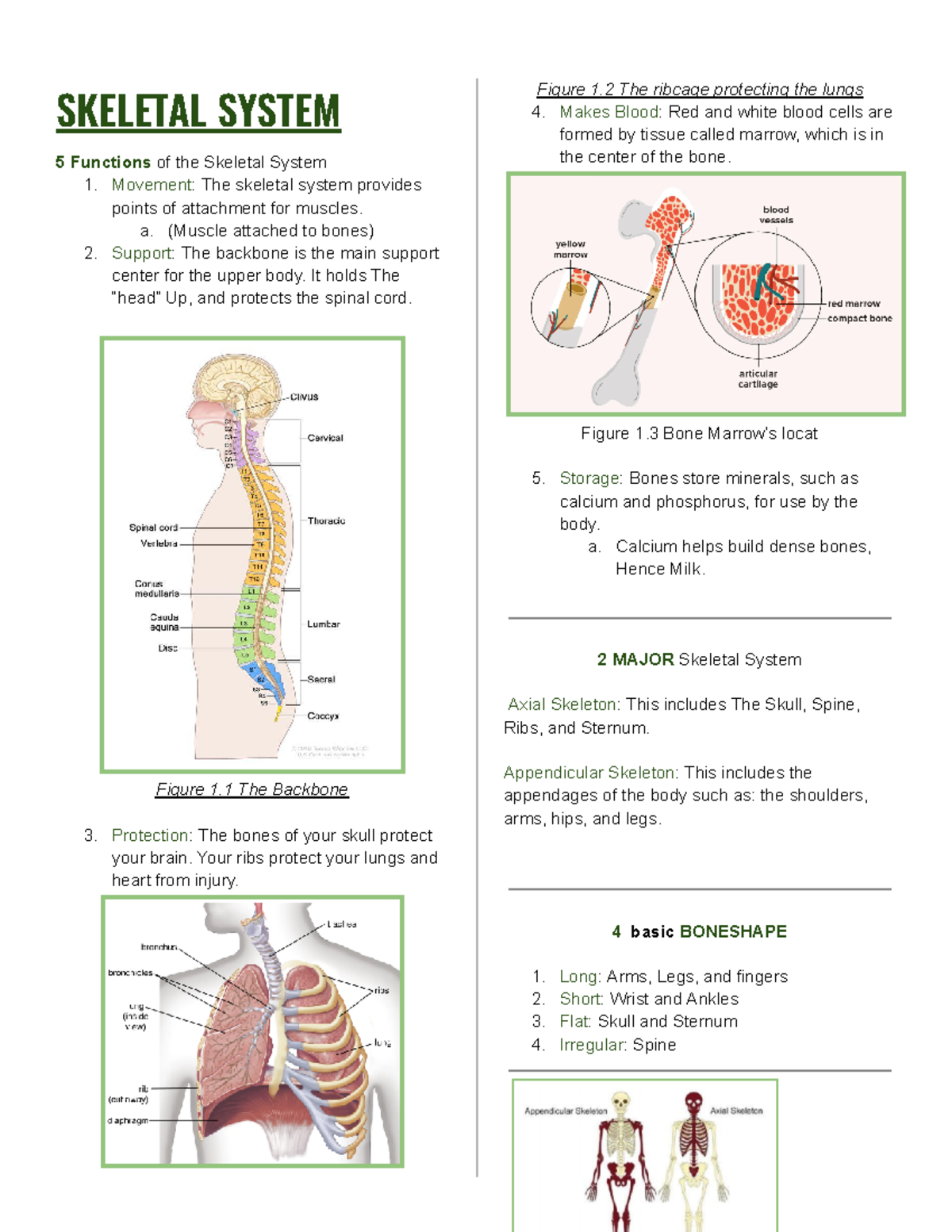 Human anatomy midterm - SKELETAL SYSTEM 5 Functions of the Skeletal ...