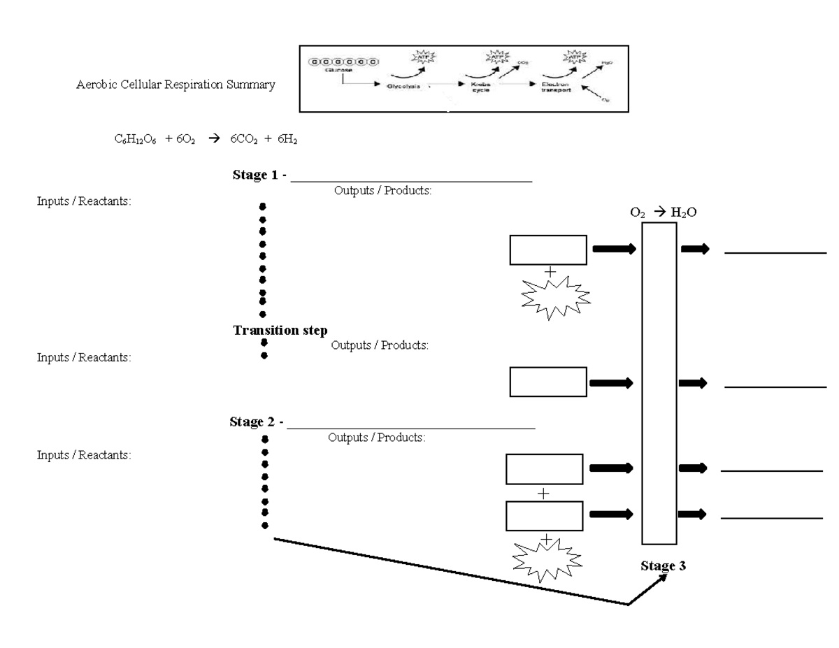 Aerobic Cellular Respiration Flow Chart - BIOL 1406 - Aerobic Cellular ...