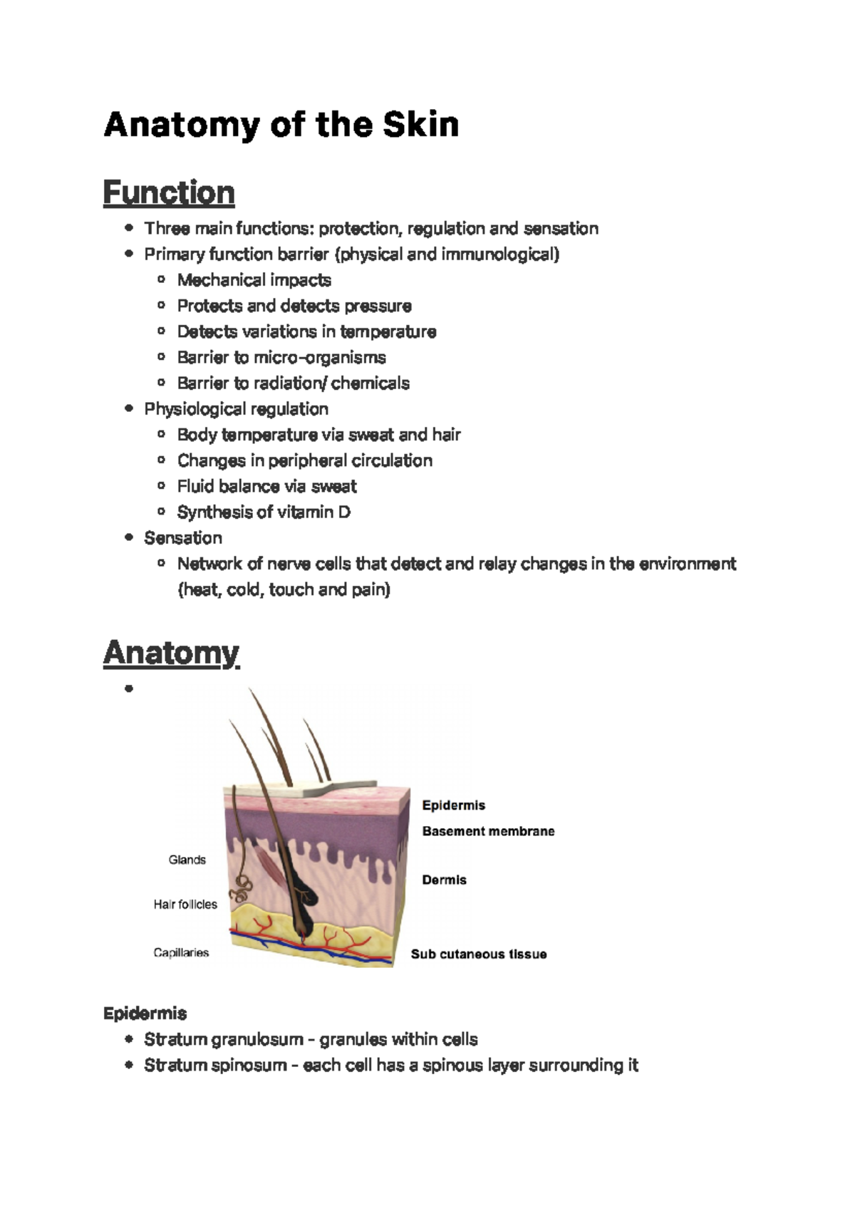 Anatomy of the Skin - A n a to my o f t h e S k i n F u n c t i o n A n ...