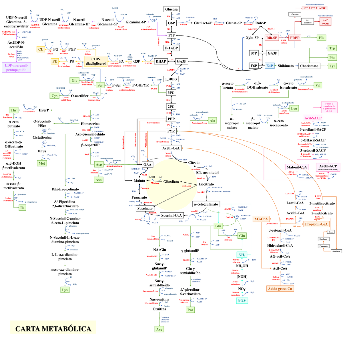 Carta Metabólica 1 - Descripcion gráfica de rutas metabólicas para organismos procariotas - G6P ...