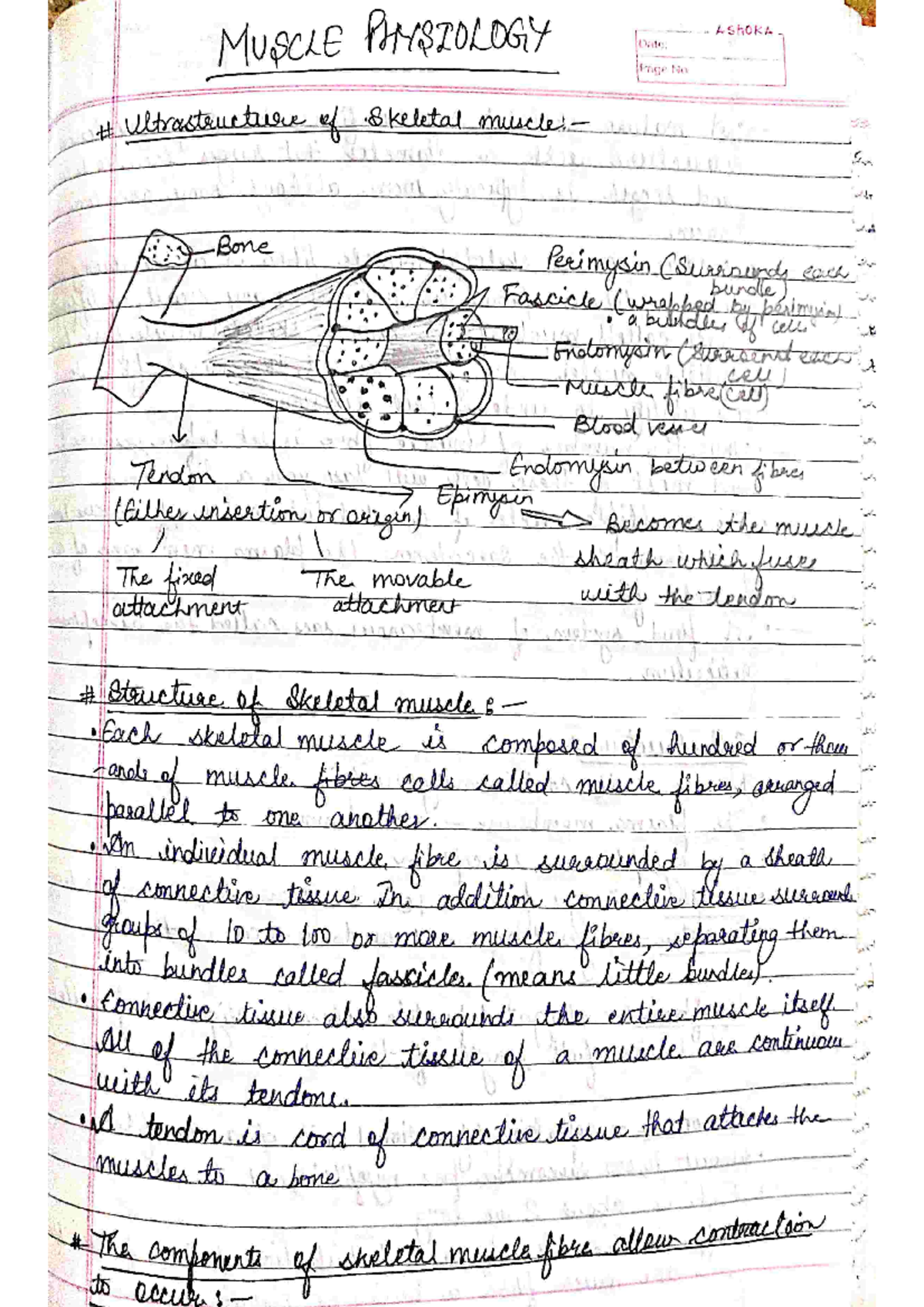 Muscle physiology - Human Physiology - Studocu