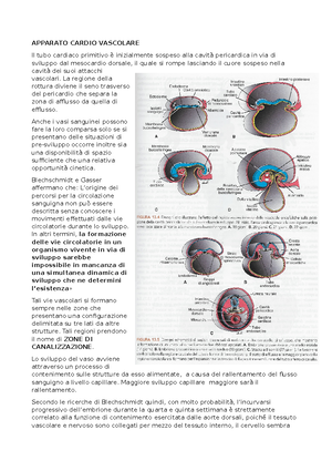 Sistema URO Genitale - SISTEMA URO GENITALE È composto da un sistema ...