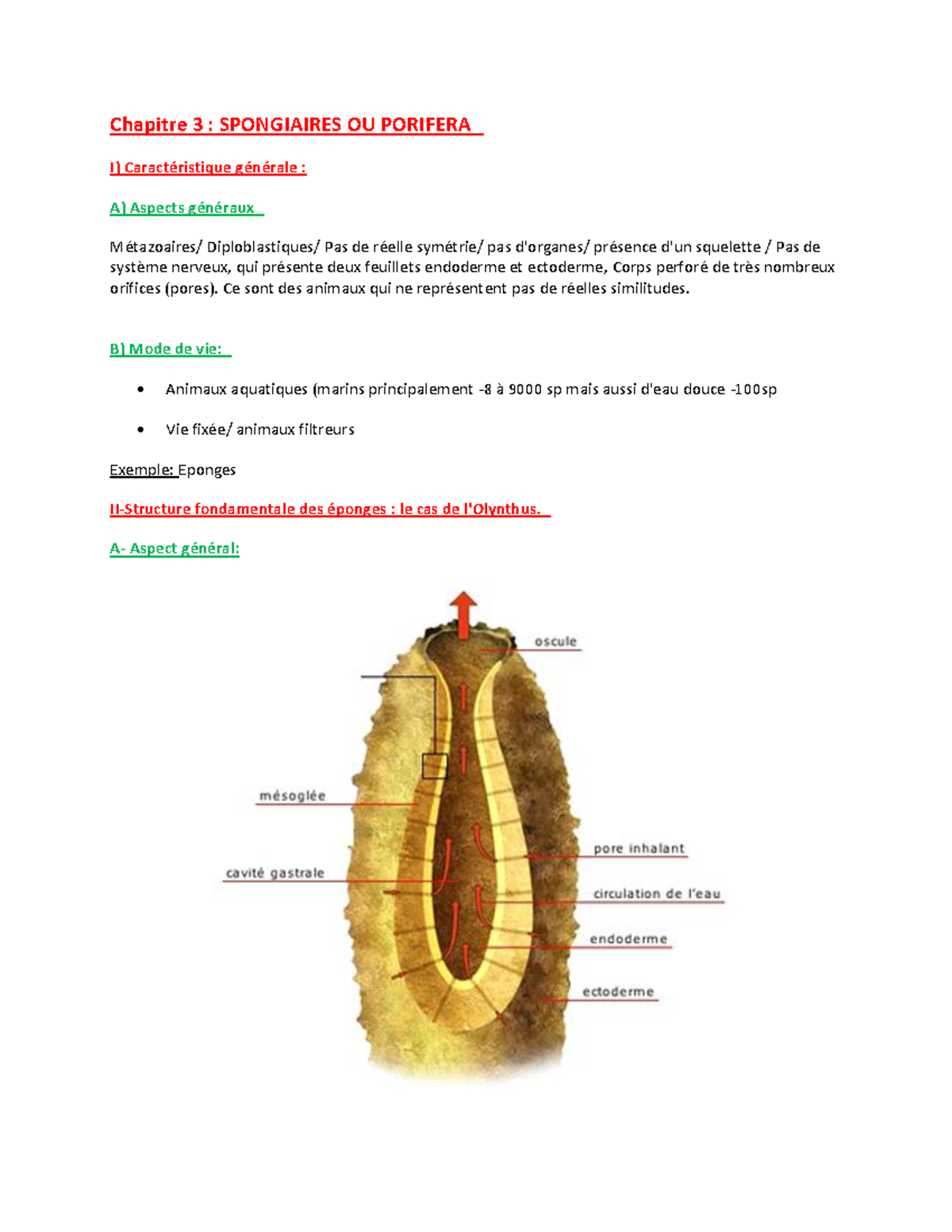 Chapitre 3 spongiaires - Chapitre 3 : SPONGIAIRES OU PORIFERA I ...