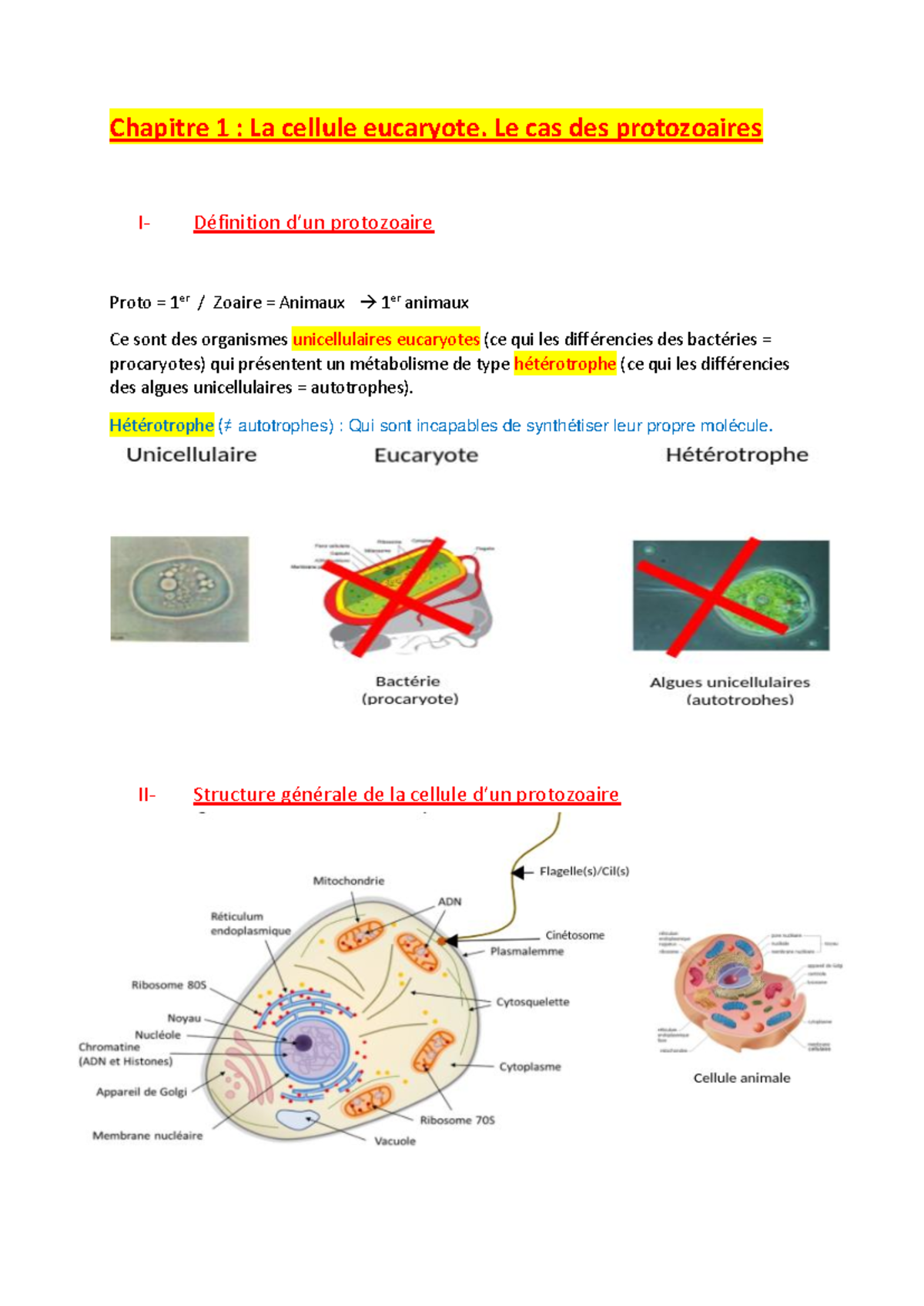 BOA 1 Protozoaire - Chapitre 1 : La cellule eucaryote. Le cas des ...