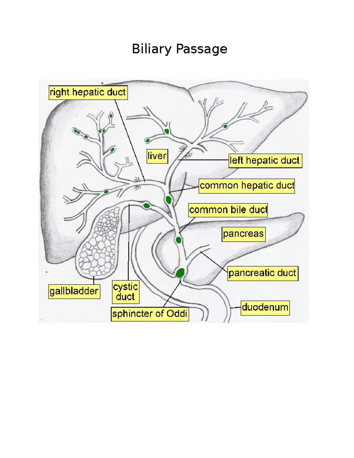 GIT surgery acute cholecystitis - Biliary Passage Portal vein * Gall ...