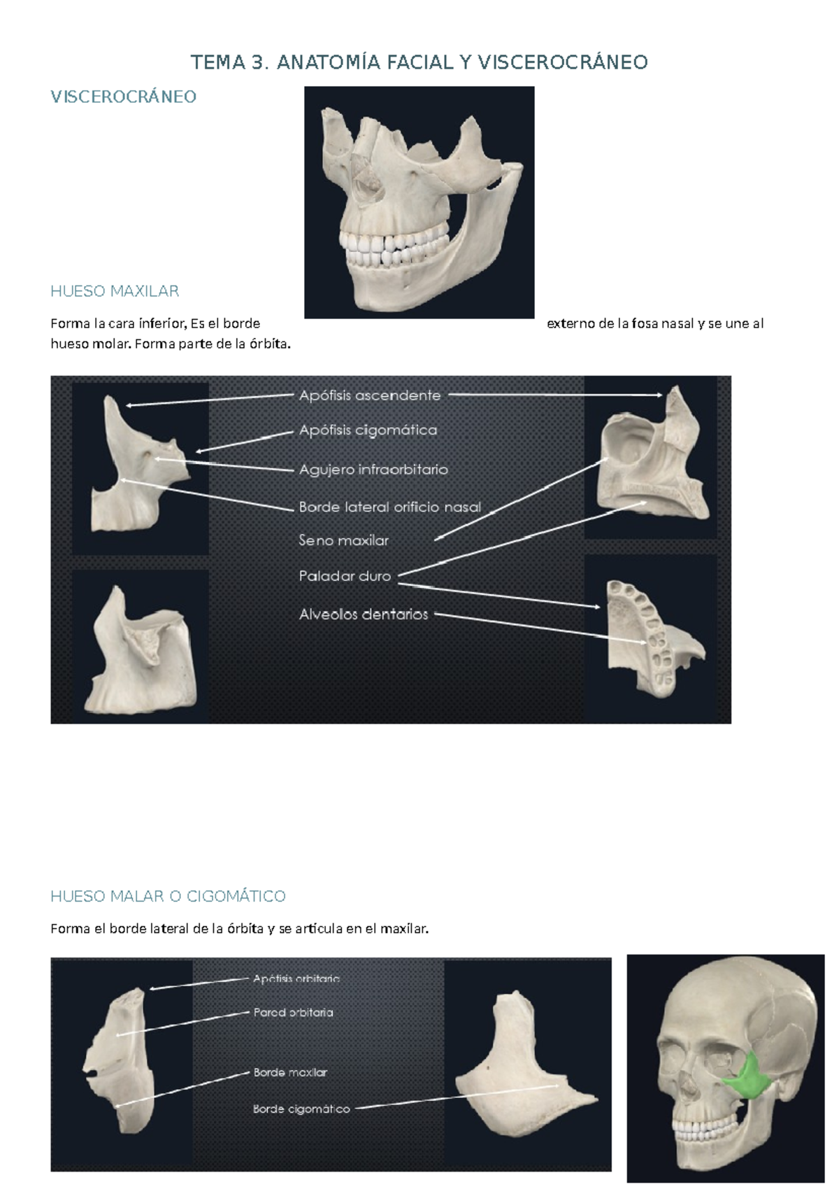 TEMA 3 - apuntes explicados - TEMA 3. ANATOMÍA FACIAL Y VISCEROCRÁNEO ...