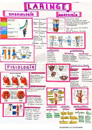 Anatomía de oido - OREJA (PABELLON AURICULAR) Anterior a la apófisis ...