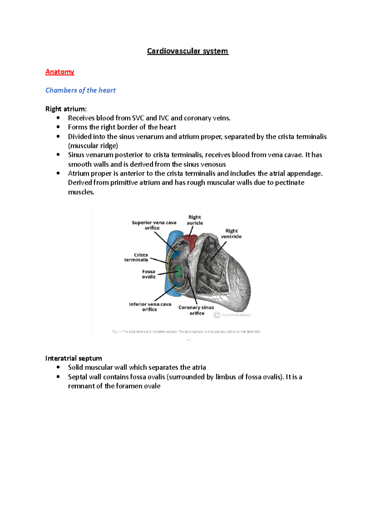 Cardiovascular notes - Cardiovascular of the Receives blood from SVC ...