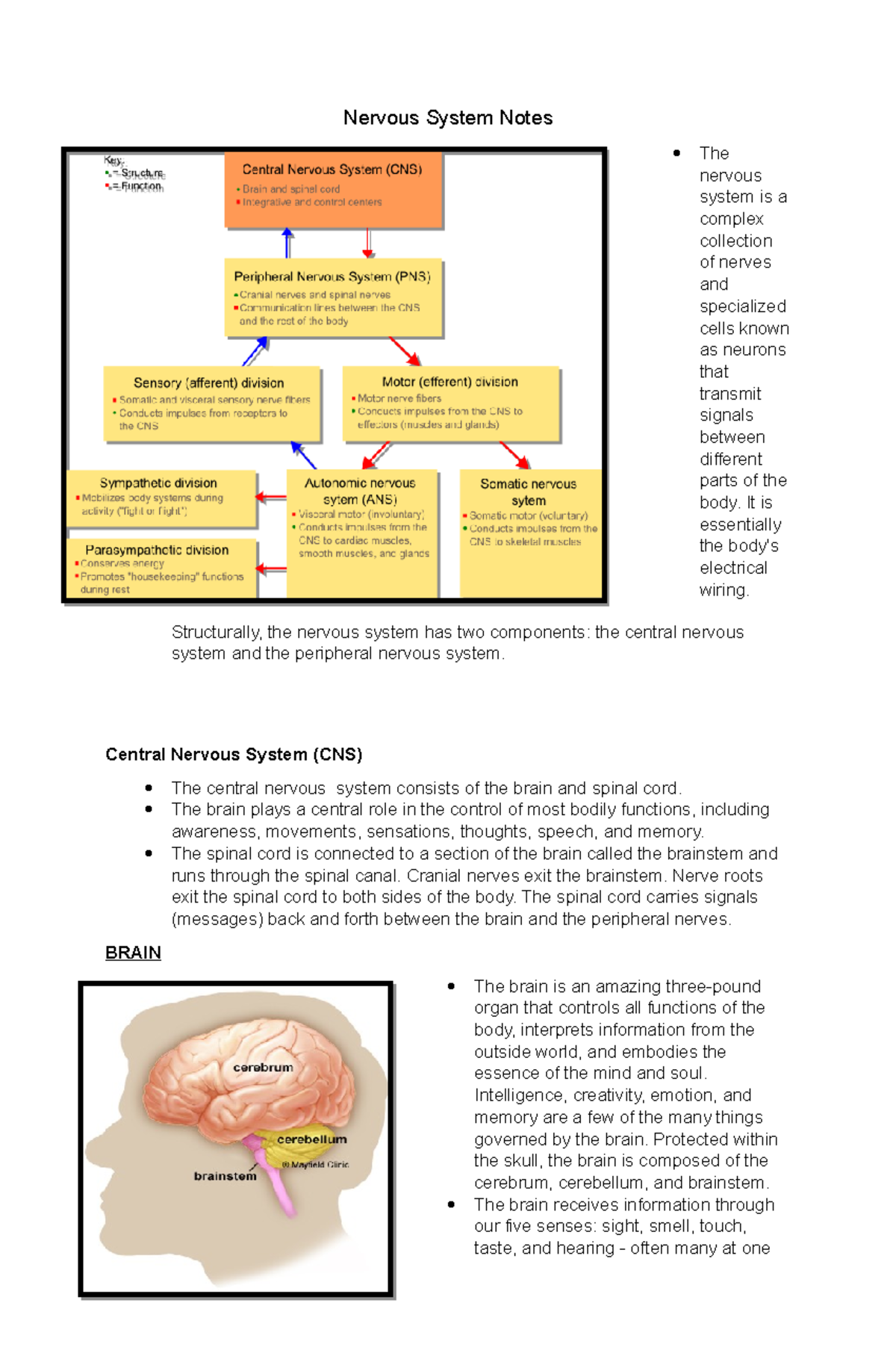 Nervous System Notes - It is essentially the body's electrical wiring ...